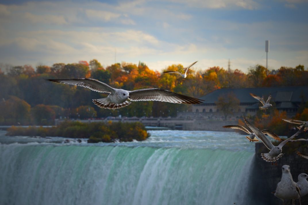 Bird of Niagara | Smithsonian Photo Contest | Smithsonian Magazine