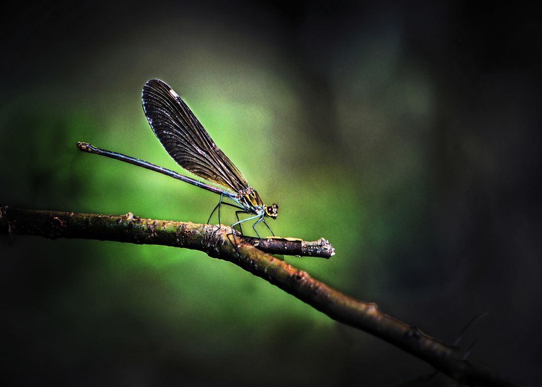 Static in motion | Smithsonian Photo Contest | Smithsonian Magazine