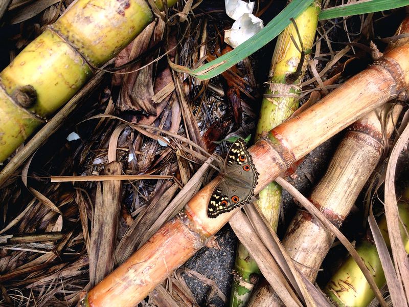 Butterfly on Bamboo | Smithsonian Photo Contest | Smithsonian Magazine