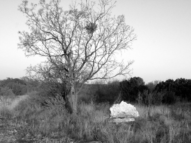 Rock & Tree | Smithsonian Photo Contest | Smithsonian Magazine