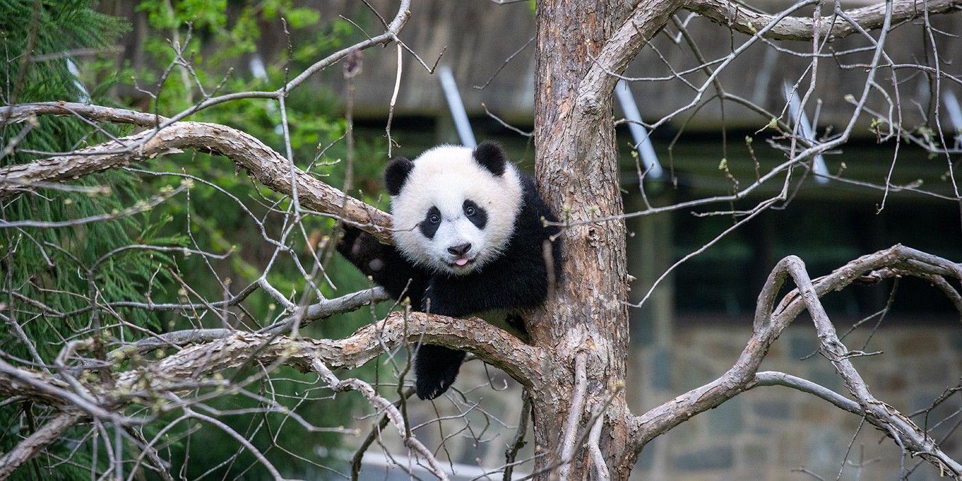 A Decade of Adorable Giant Panda Cam Moments | Smithsonian Voices ...