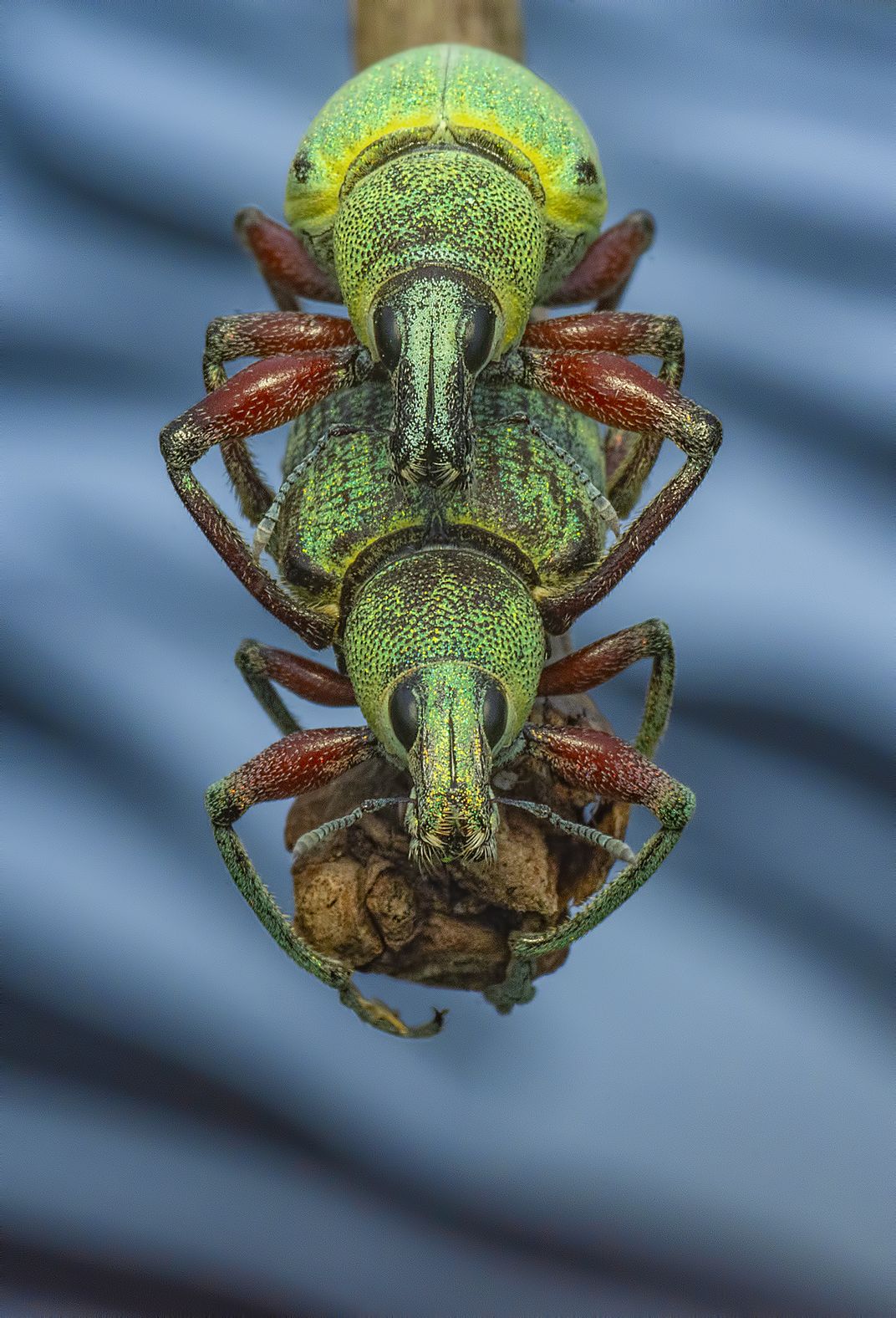Broad nosed weevil mating | Smithsonian Photo Contest | Smithsonian ...
