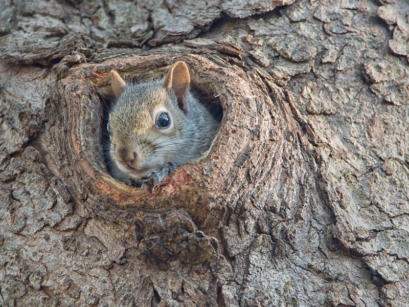 Baby squirrel peaking out of tree limb | Smithsonian Photo Contest ...