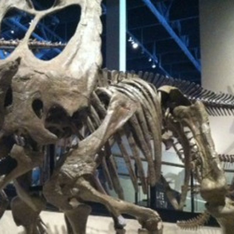 Gryposaurus Skeleton