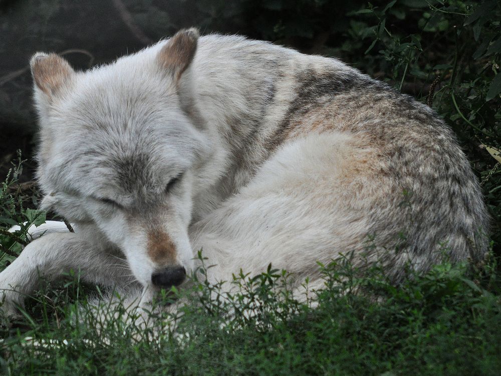 Lone wolf napping in the woods | Smithsonian Photo Contest ...