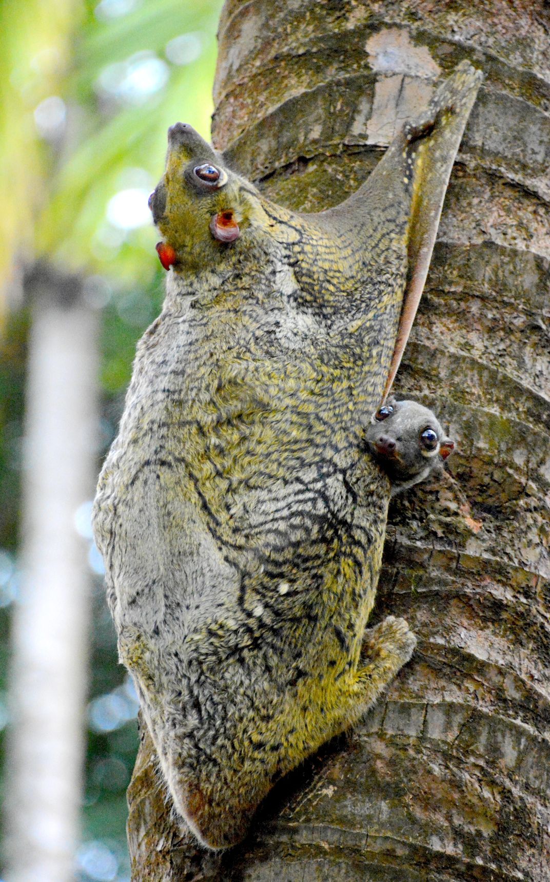 Giant flying squirrel | Smithsonian Photo Contest | Smithsonian Magazine