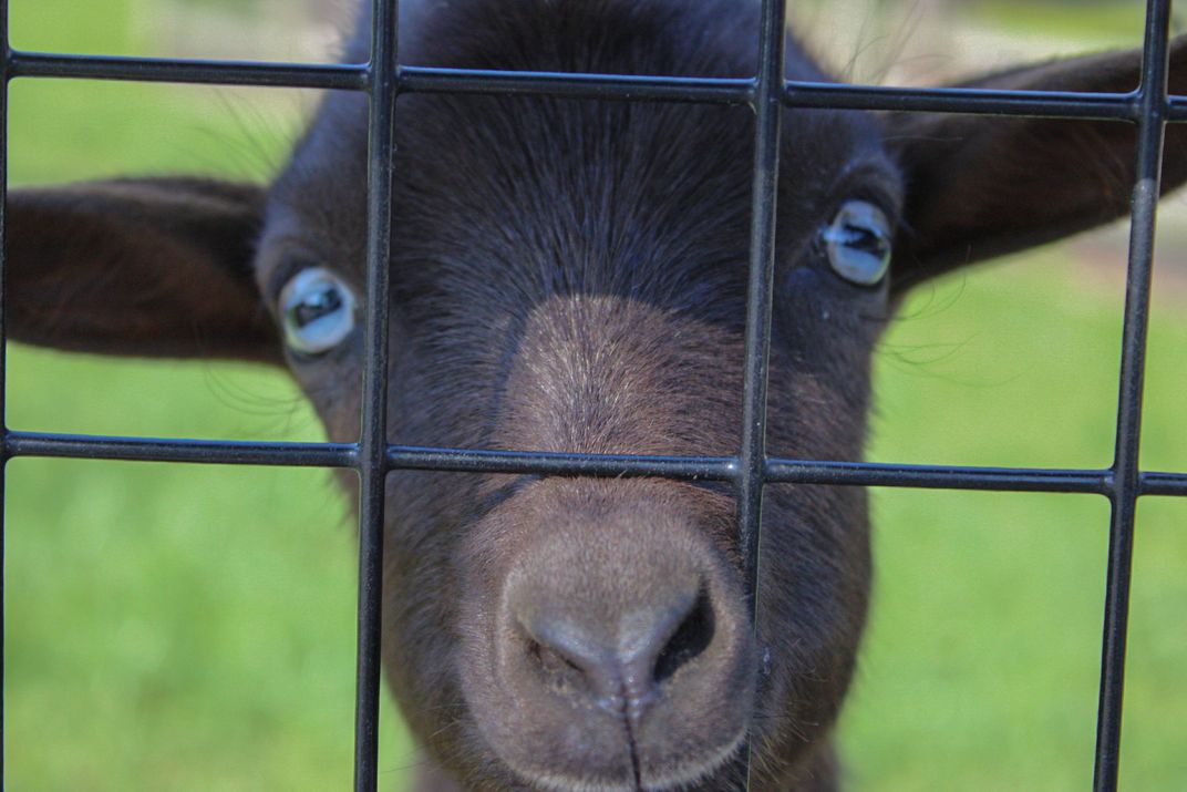 The Curious Goat | Smithsonian Photo Contest | Smithsonian Magazine