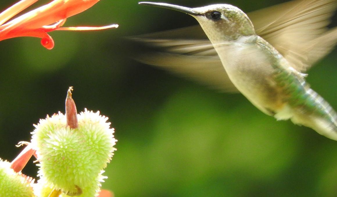 National Zoo and Conservation Biology Institute Blog | Smithsonian Magazine