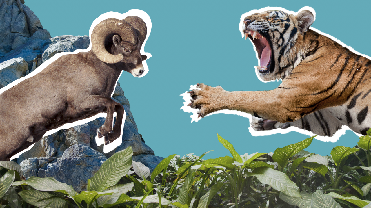 are all rams aggressive