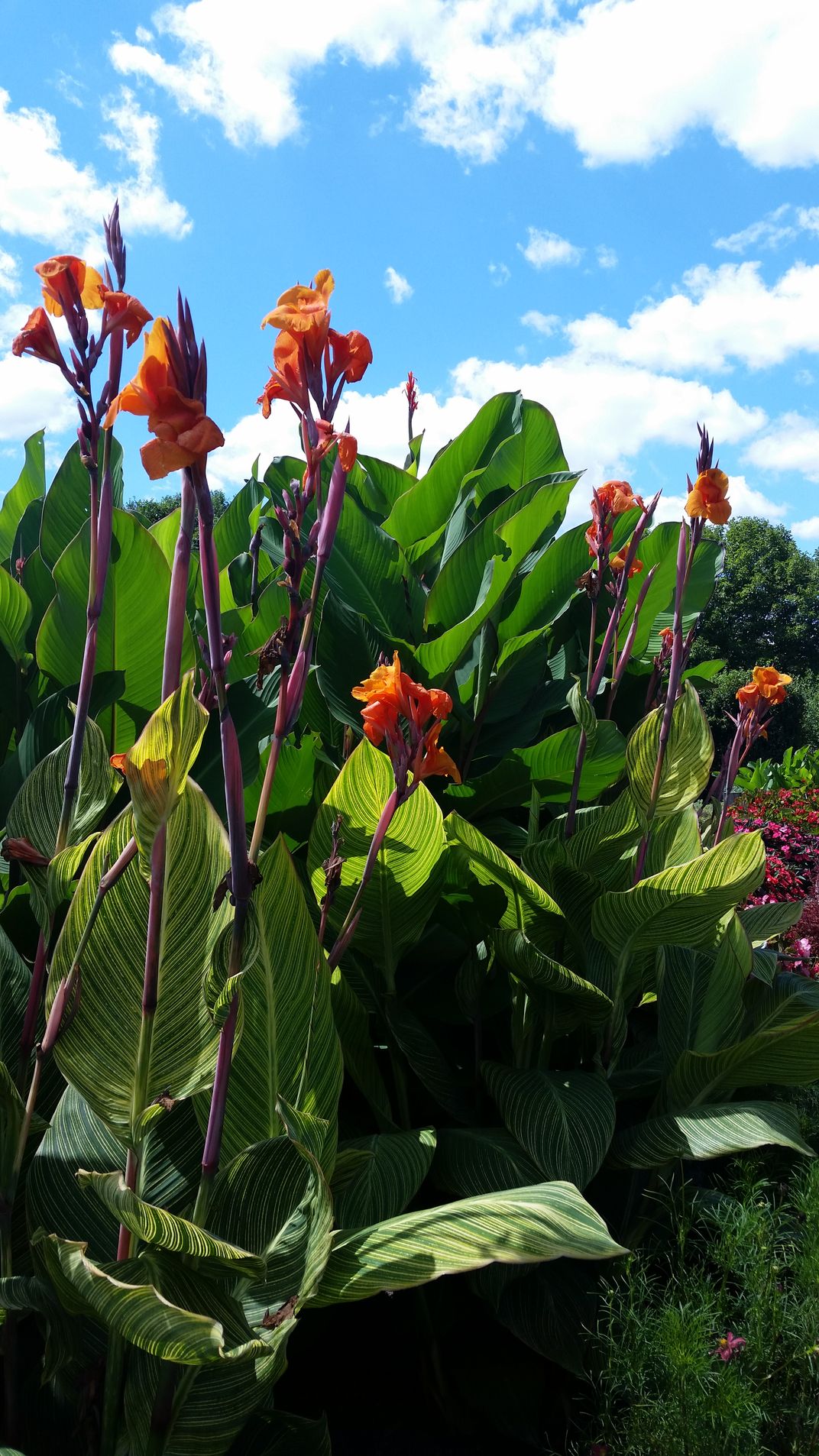 towering flowers | Smithsonian Photo Contest | Smithsonian Magazine