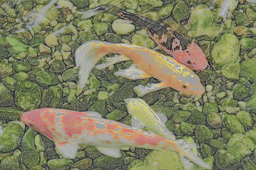 Coy Fish in our backyard pond. | Smithsonian Photo Contest ...