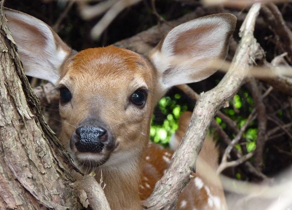 Frighten Baby Fawn Waiting in a Cedar Hedge for its Mother to Return ...