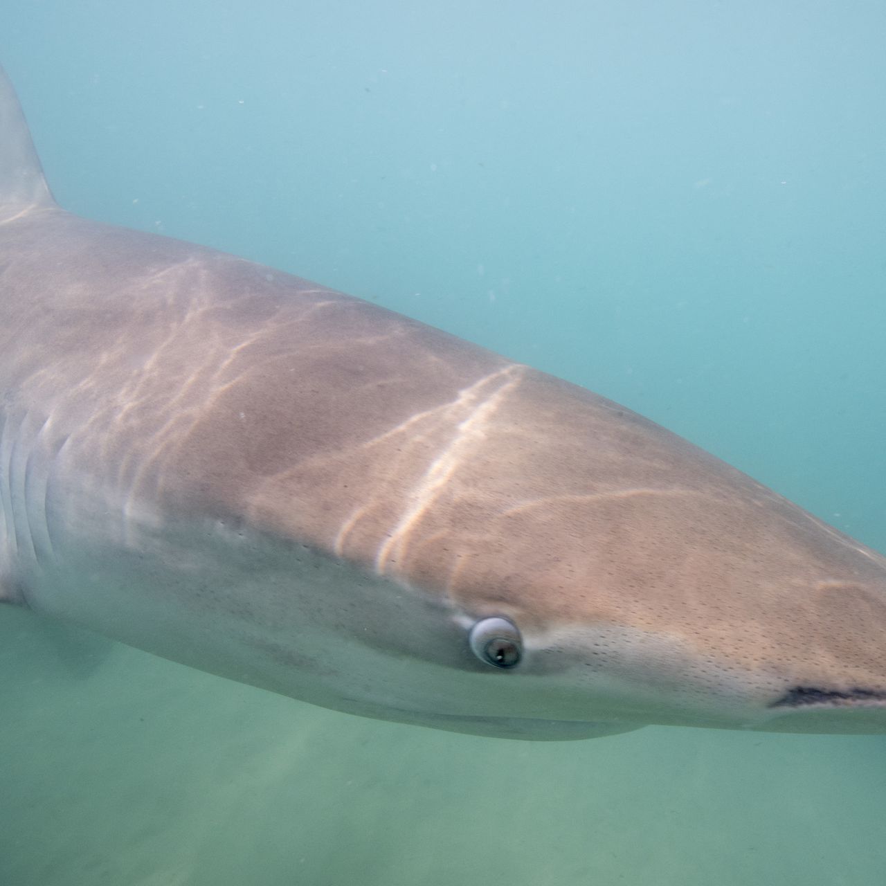 do reef sharks attack humans