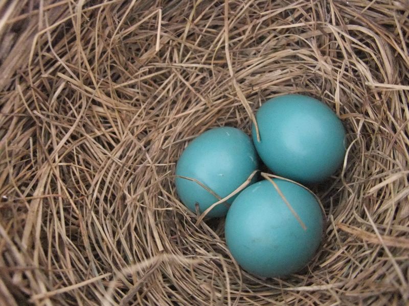 Robin Eggs 2019 | Smithsonian Photo Contest | Smithsonian Magazine