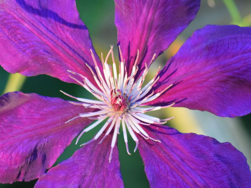 Glowing Purple Flower | Smithsonian Photo Contest | Smithsonian Magazine