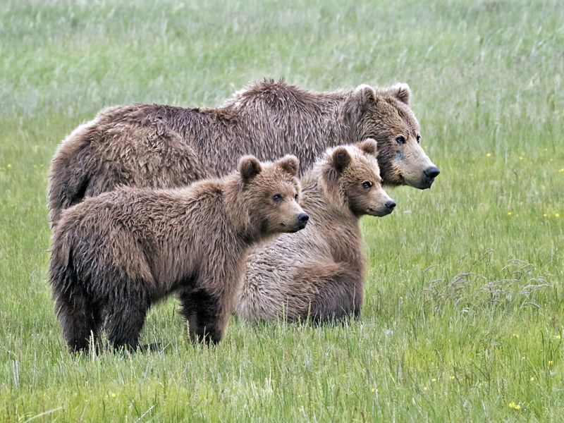 Grizzly Bear family, Alaska | Smithsonian Photo Contest | Smithsonian ...