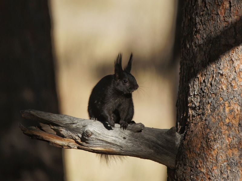 Abert's Squirrel | Smithsonian Photo Contest | Smithsonian Magazine