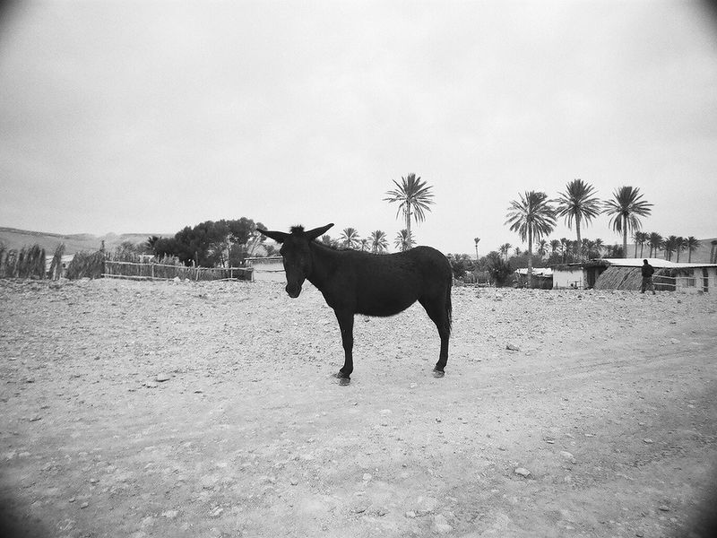 Donkey in Israel | Smithsonian Photo Contest | Smithsonian Magazine