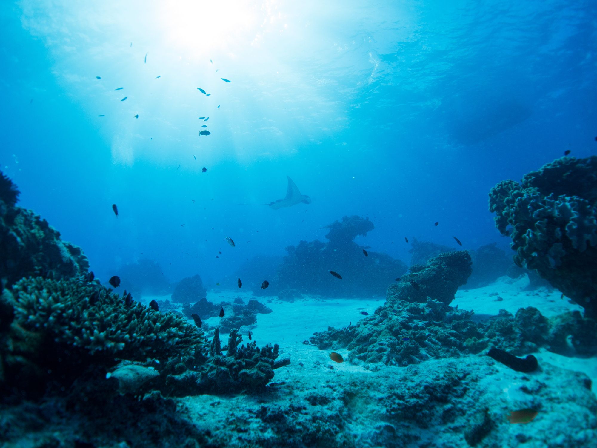 DNA From the Ocean's 'Twilight Zone' Could Lead to New Lifesaving Drugs ...