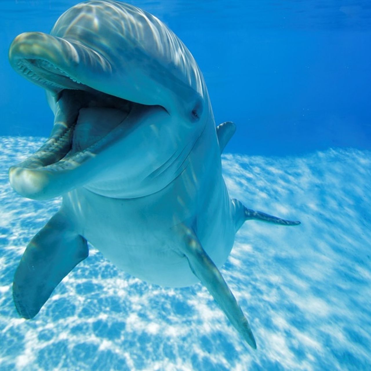 smiling dolphin name