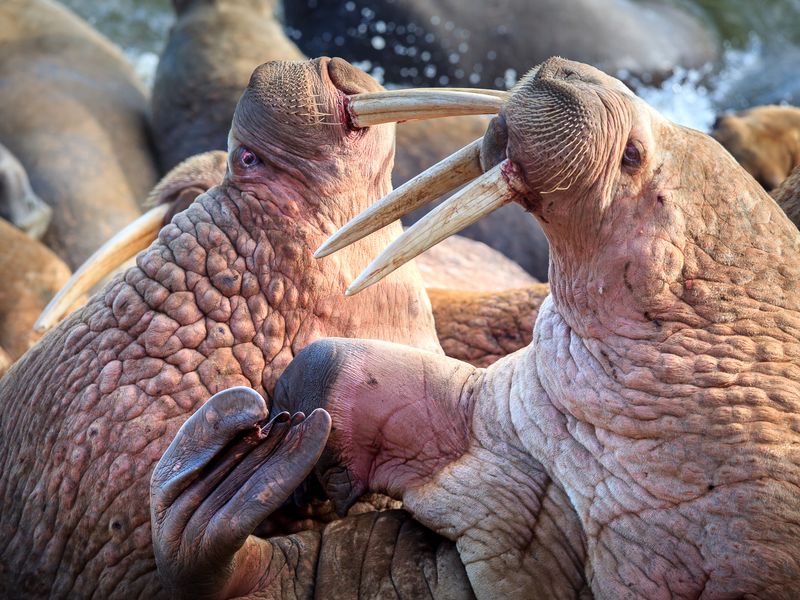 A Walrus Male fighting | Smithsonian Photo Contest | Smithsonian Magazine