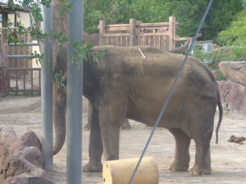 Hide and Seek...with an Elephant | Smithsonian Photo Contest ...