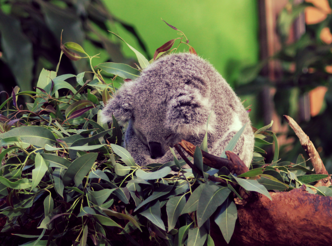 Koala stealing a nap while his visitors are distracted. | Smithsonian ...