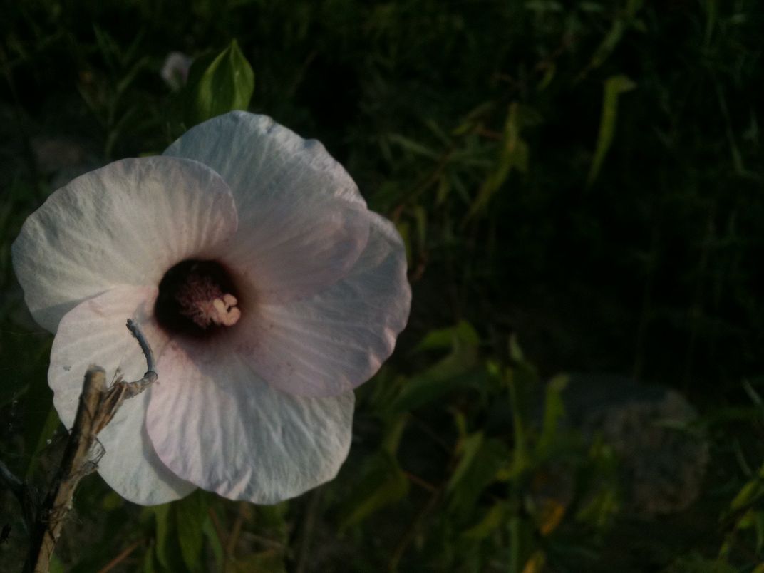 A random milky white flower | Smithsonian Photo Contest | Smithsonian ...