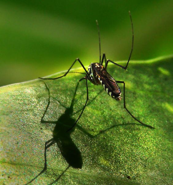 The Mosquito | Smithsonian Photo Contest | Smithsonian Magazine