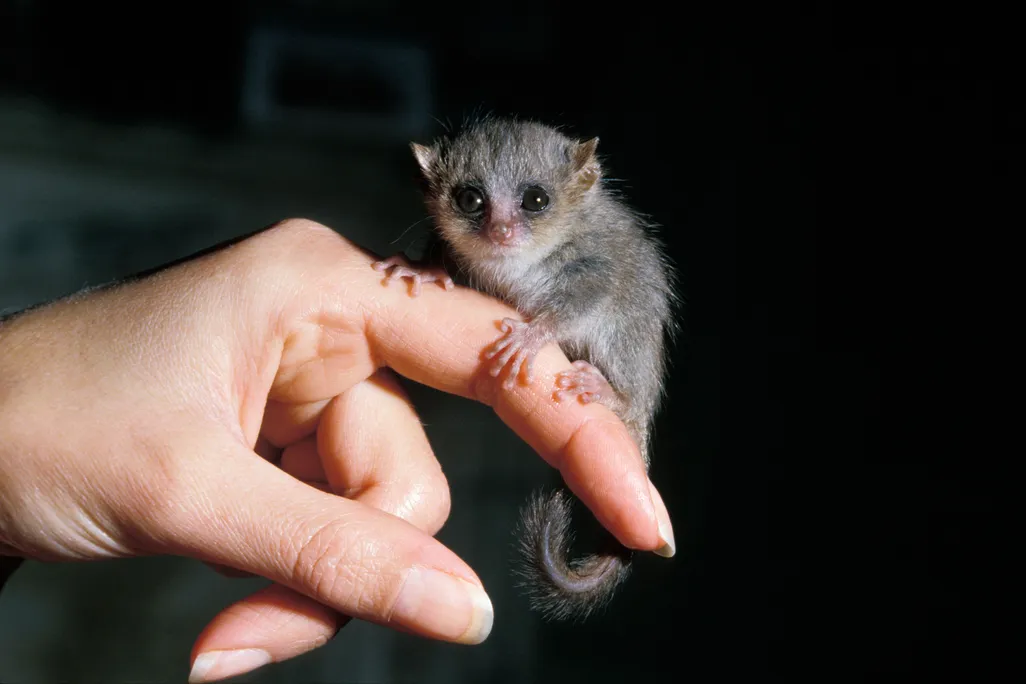 reddish gray mouse lemur