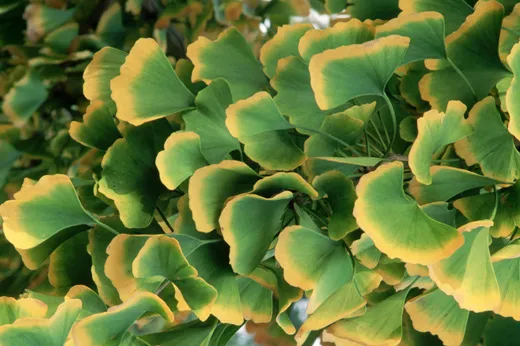 The Top 10 Greatest Survivors of Evolution