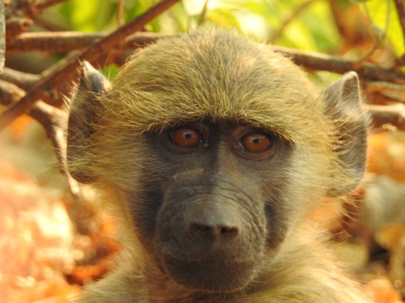 Baby Baboon on Game Drive in Chobe National Park | Smithsonian Photo ...
