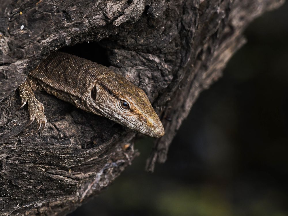 Tiny but fierce | Smithsonian Photo Contest | Smithsonian Magazine