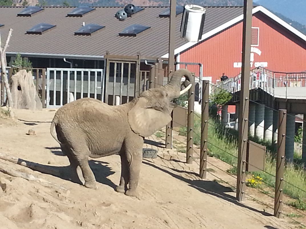Bored elephant at the zoo | Smithsonian Photo Contest | Smithsonian ...