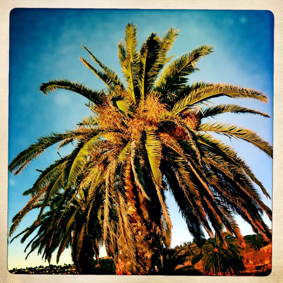 palm tree | Smithsonian Photo Contest | Smithsonian Magazine