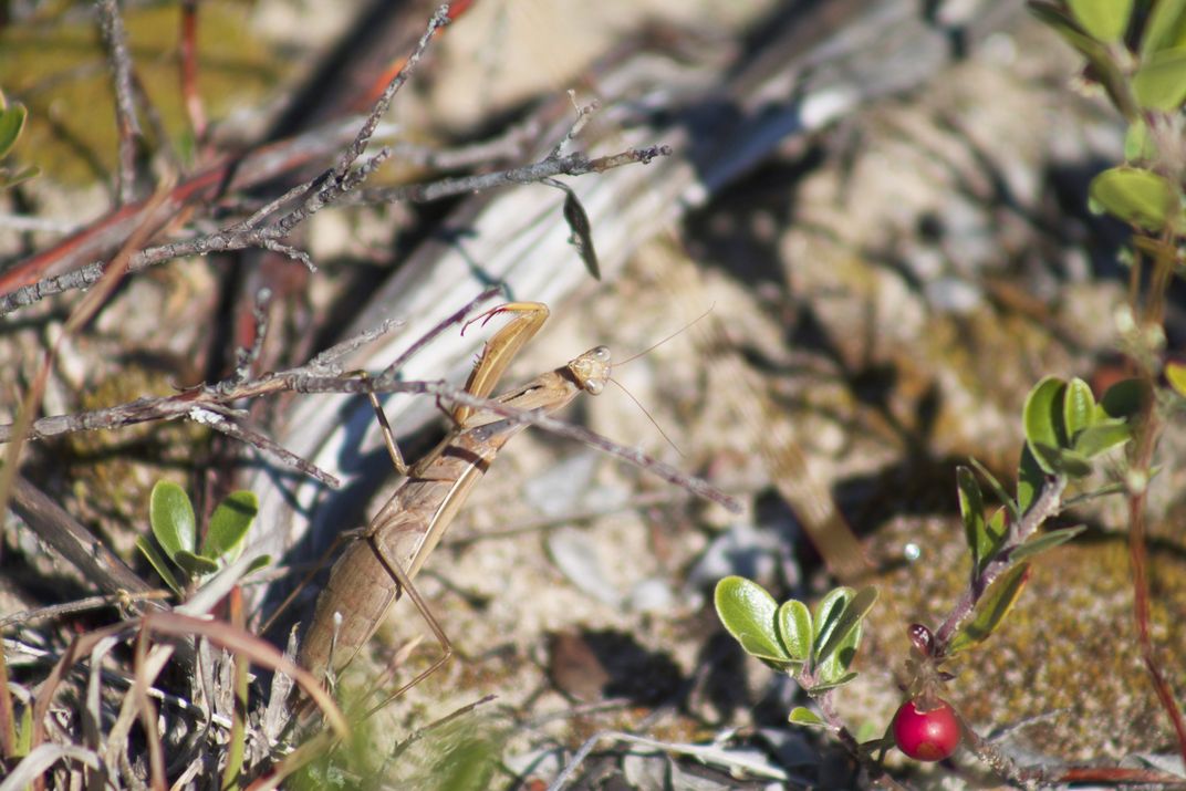 Praying Mantis in Sleeping Bear Dunes | Smithsonian Photo Contest ...