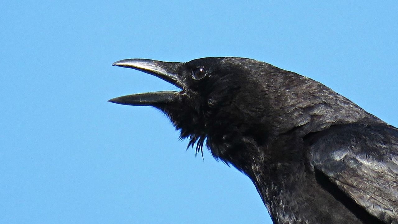 how long can crows remember