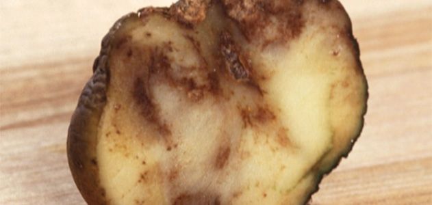 Potato Famine Blight The Sainsbury Laboratory | PotatoPlus