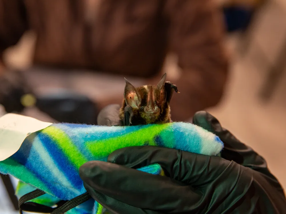 'Scientists for Scientists' Wartime Grant Brings Ukrainian Bat ...