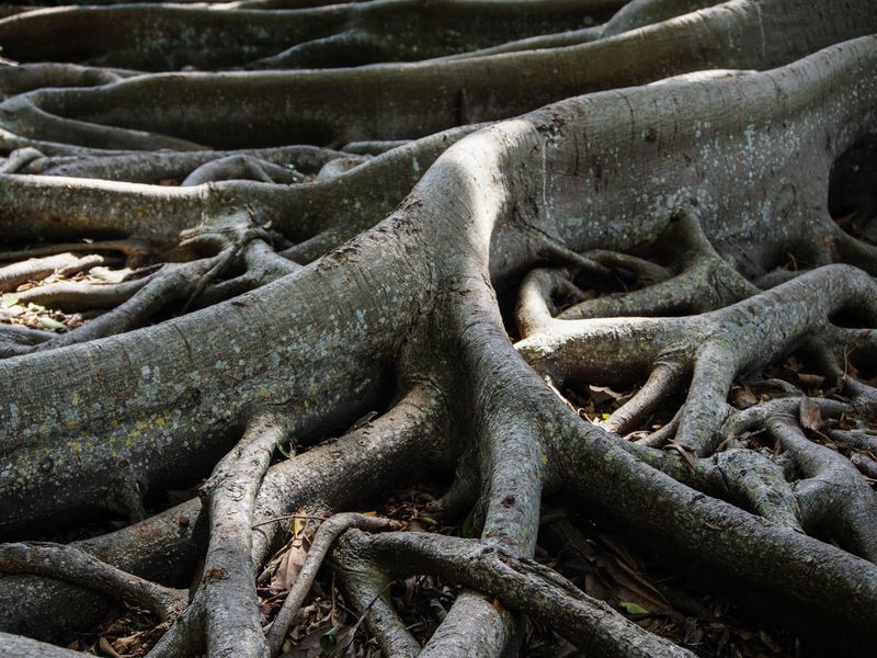 The Roots of the Banyan Tree | Smithsonian Photo Contest | Smithsonian ...