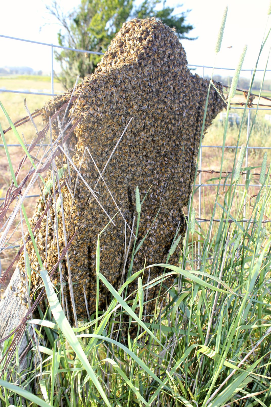 A spring swarm out in the countryside not easy to move off ...