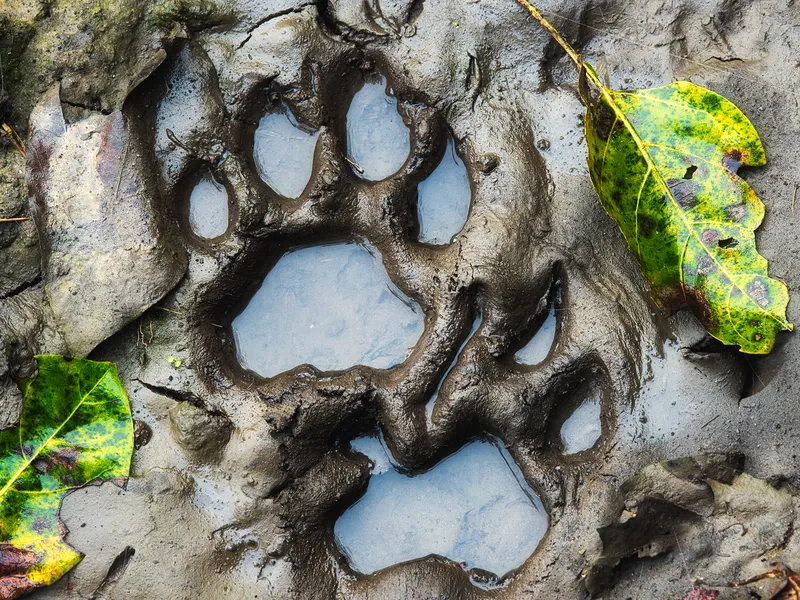 pugmarks | Smithsonian Photo Contest | Smithsonian Magazine