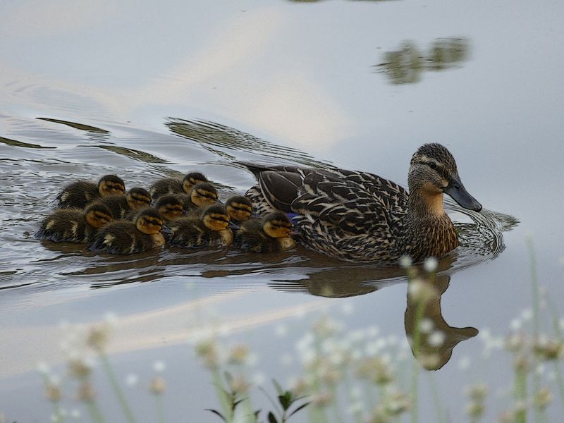 Ducklings swim closely to Mom. Mom watches observers closely ...
