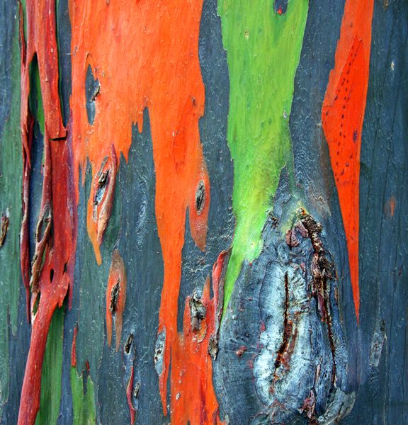 Colorful Bark of tree | Smithsonian Photo Contest | Smithsonian Magazine