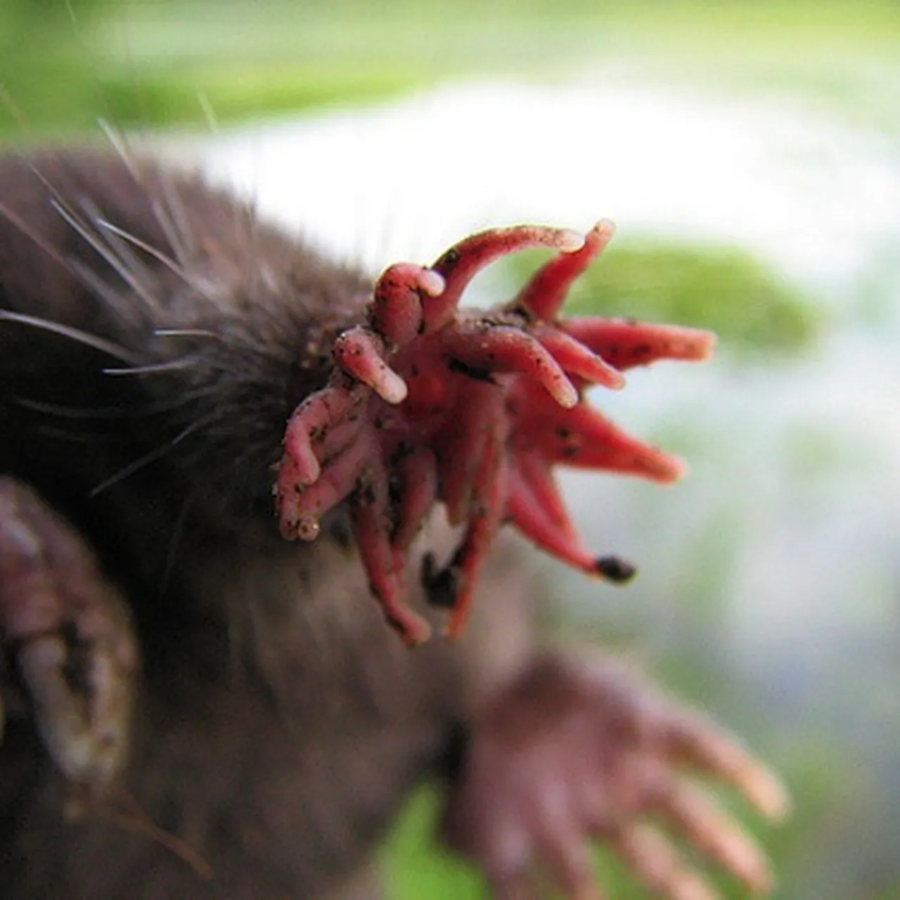 Weird Animals Star Nosed Moles Discover The Fascinating Star Nosed