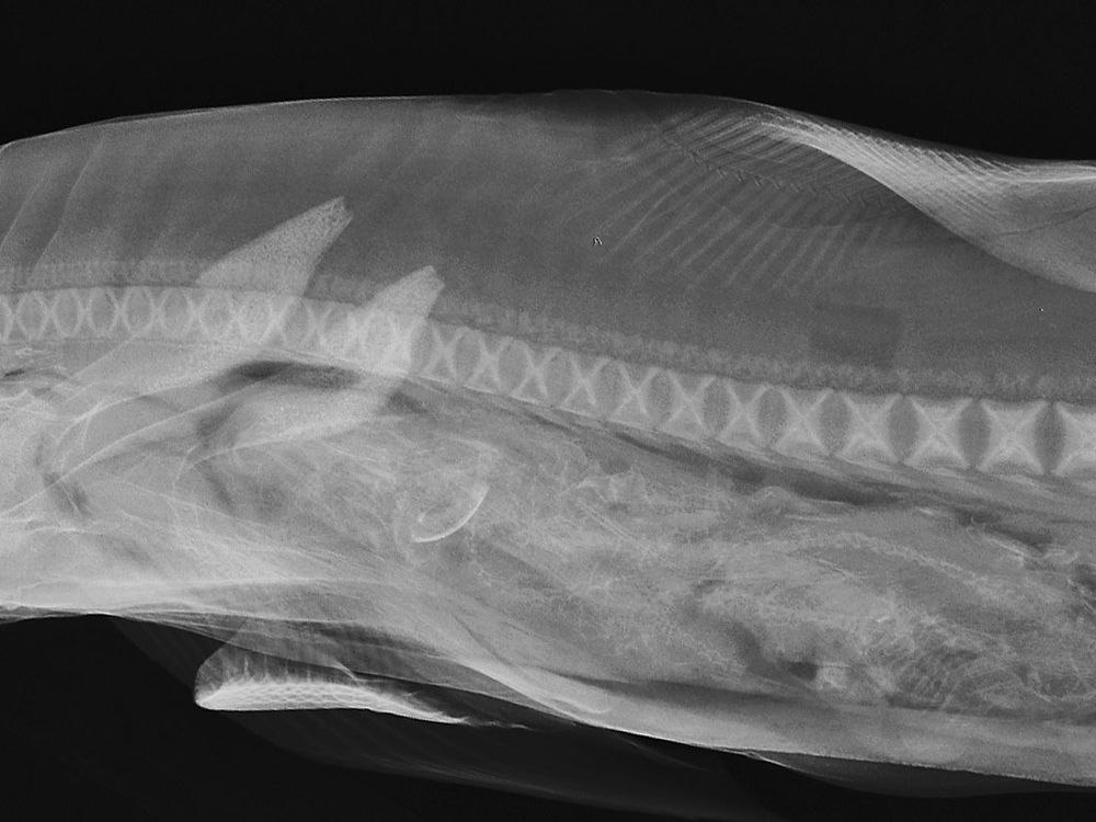 x ray shark