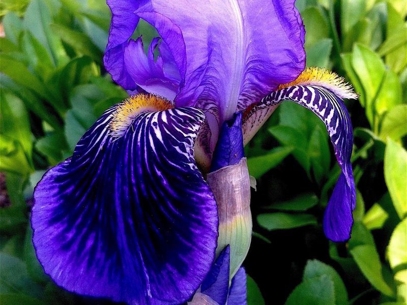 Apple of my Iris | Smithsonian Photo Contest | Smithsonian Magazine