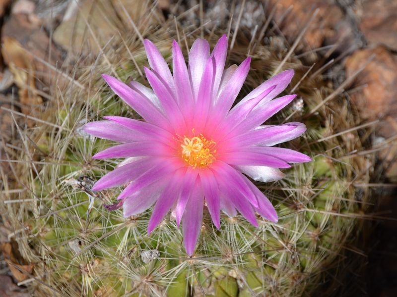 Desert Flower Glowing in the Sun | Smithsonian Photo Contest ...