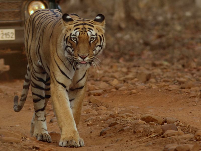Tiger's walk | Smithsonian Photo Contest | Smithsonian Magazine
