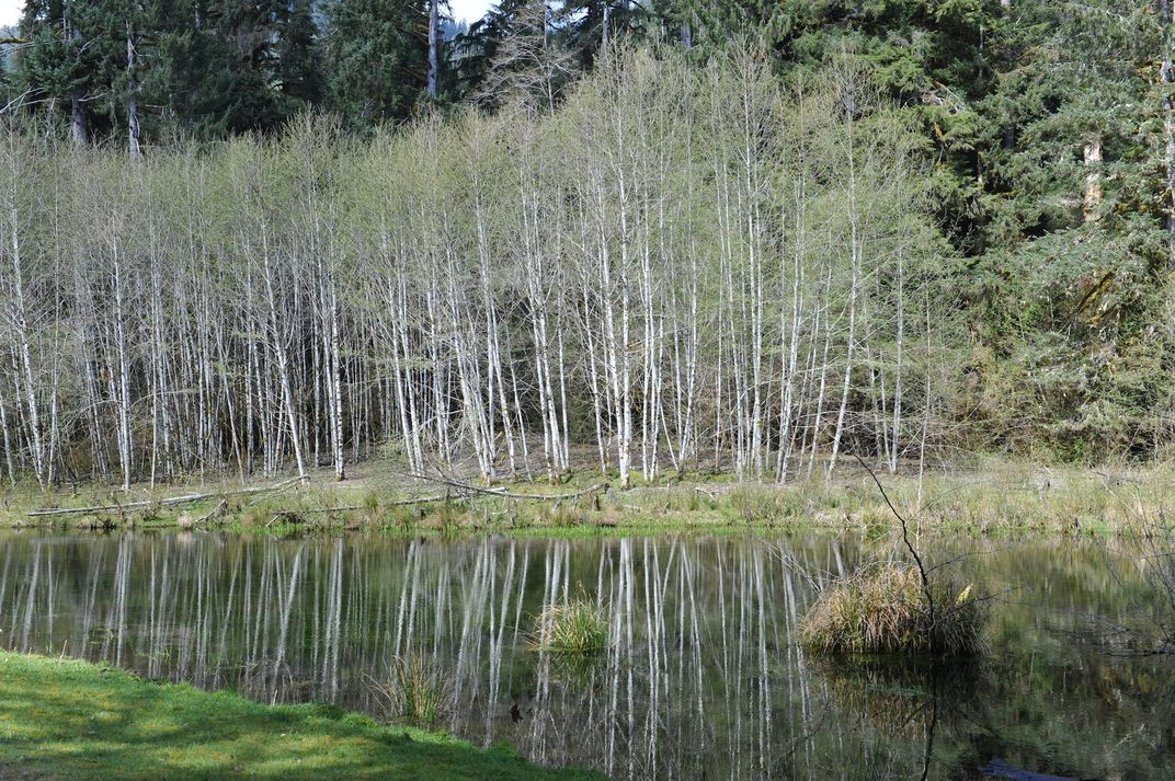 Reflections in The Ho Rain Forest in Washington State, Olympic ...